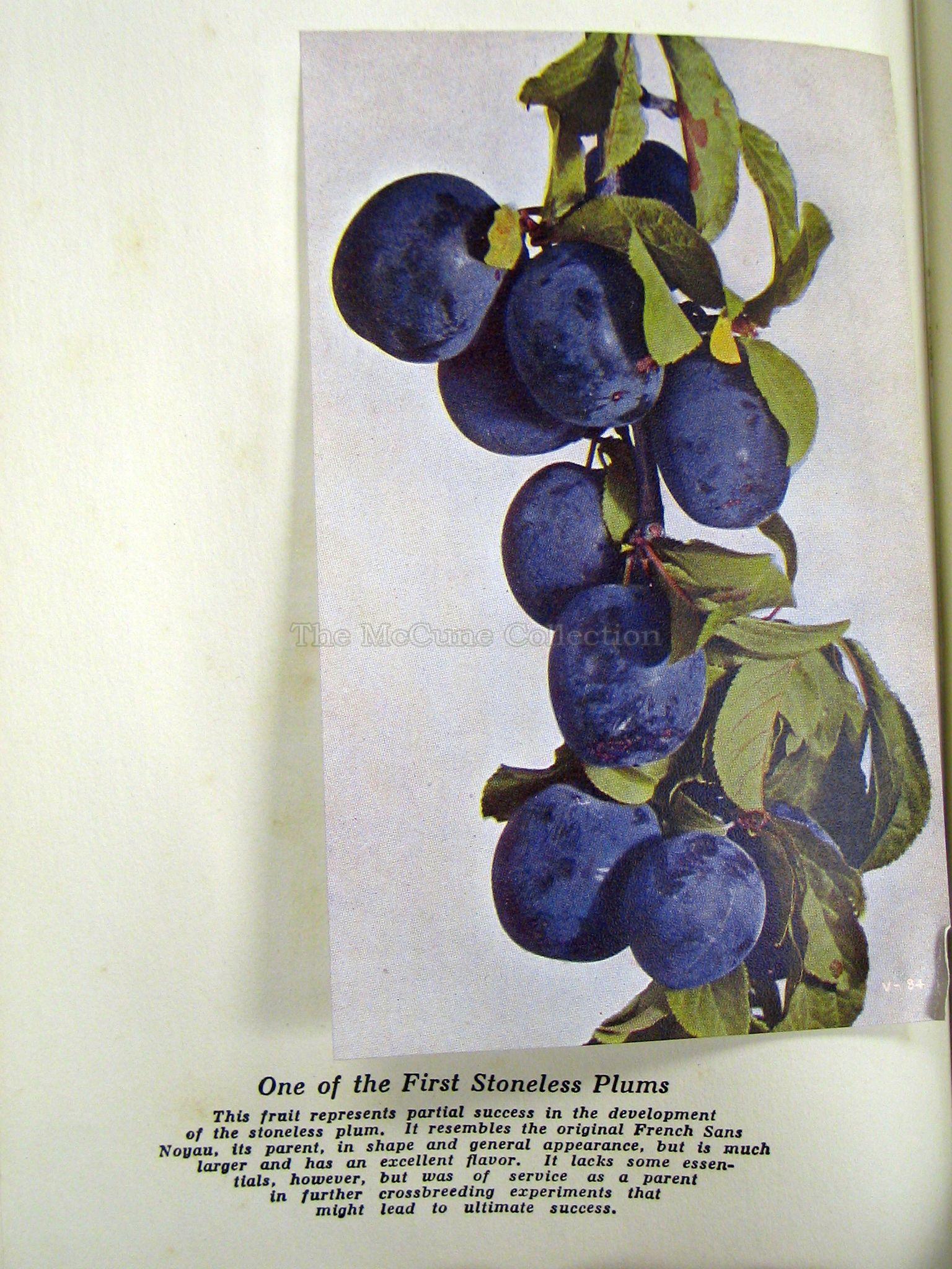 Luther Burbank. His Methods and Discoveries. Vol. V. • The McCune ...